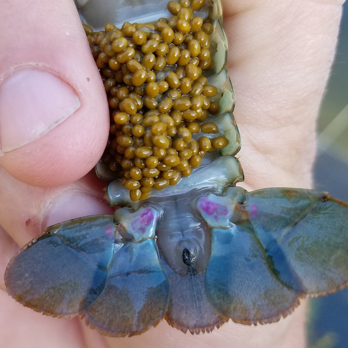 Breeding Redclaw Crayfish for Fun and Profit – Live Aquaponics
