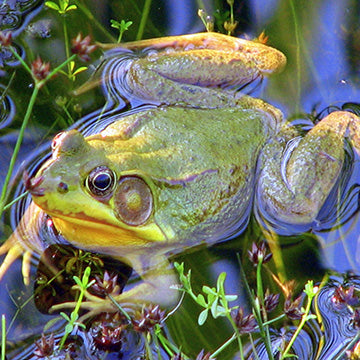 Bullfrog Care Guide – Live Aquaponics