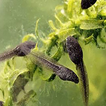 Tadpoles in the Classroom – Live Aquaponics