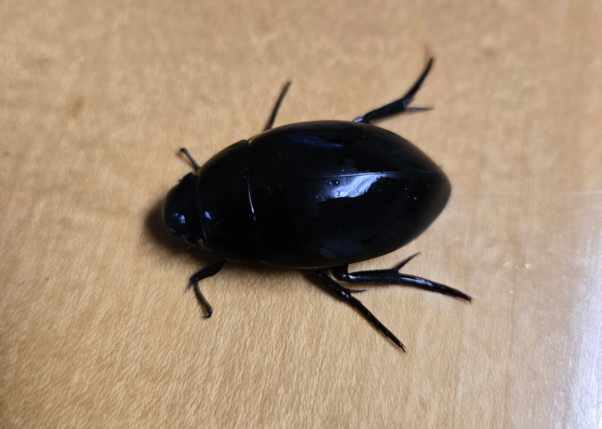 Aquatic Insects for Sale – Live Aquaponics
