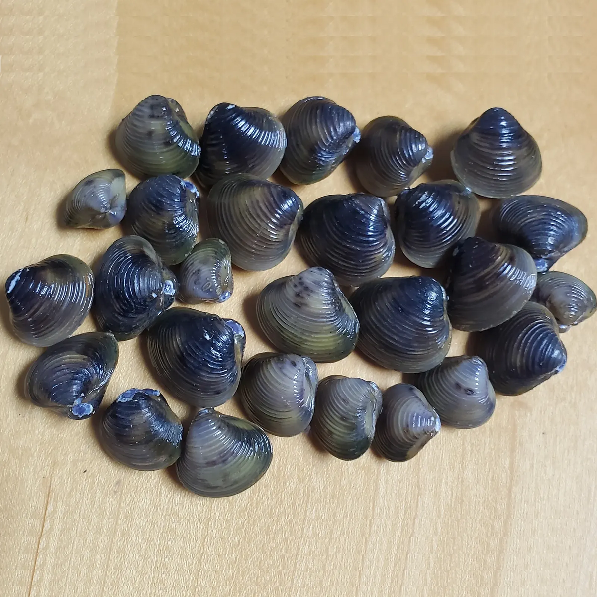 Asian Clams – Live Aquaponics