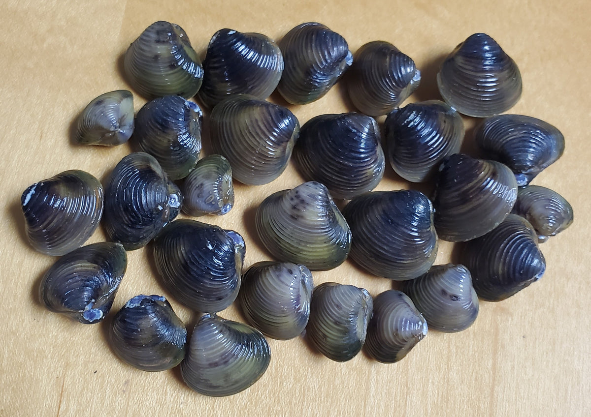 Asian Clams – Live Aquaponics