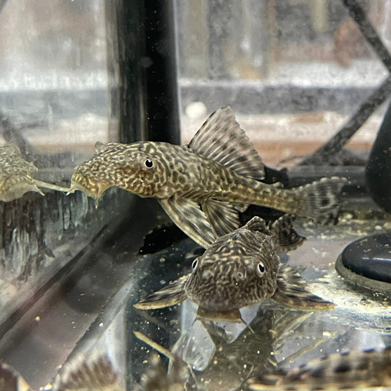 Baby Common Pleco