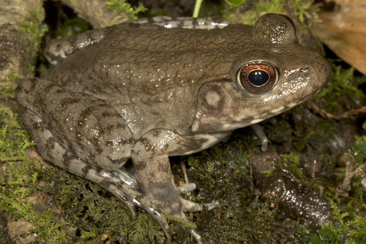 River Frogs – Live Aquaponics