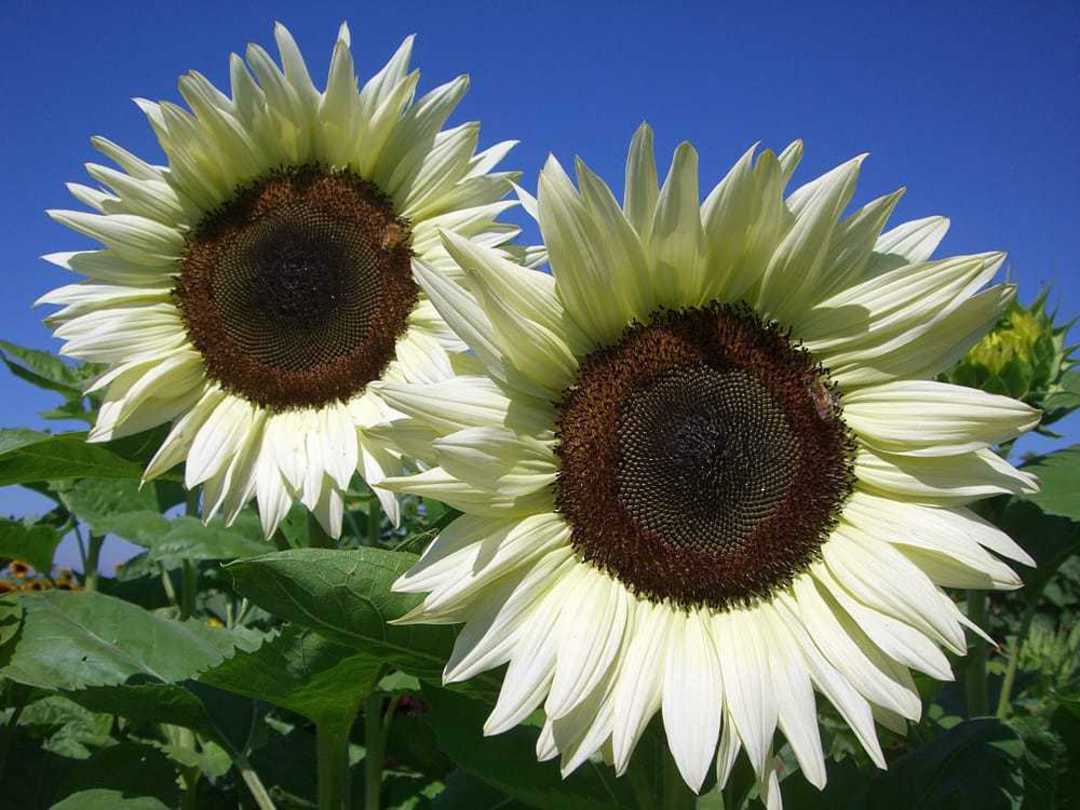 Sunflower, White (Non-GMO) – Live Aquaponics