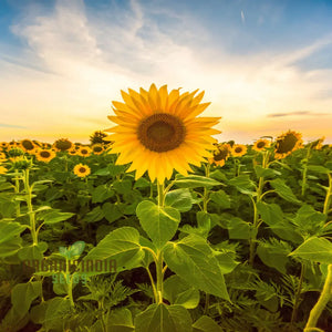 Sunflower, Mammoth (Non-GMO) – Live Aquaponics