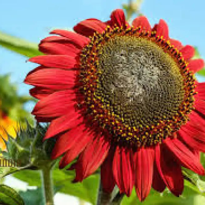 Sunflowers, Red Giant – Live Aquaponics