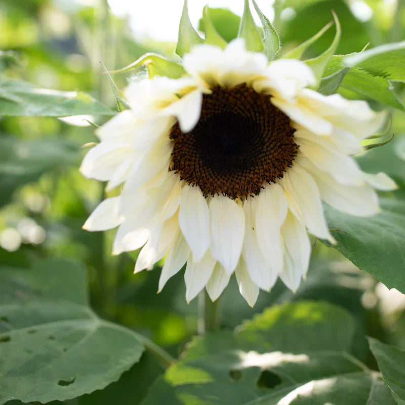 Sunflower, White (Non-GMO) – Live Aquaponics