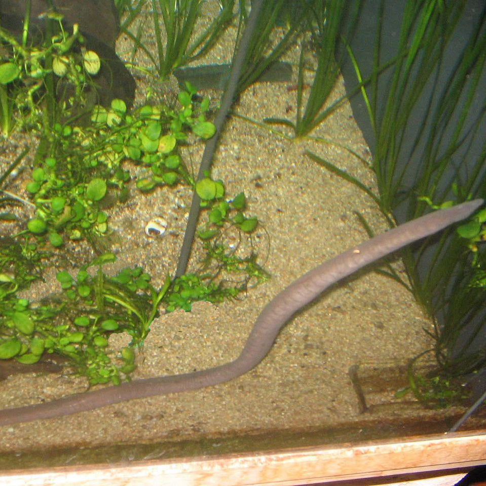 Caecilian – Live Aquaponics