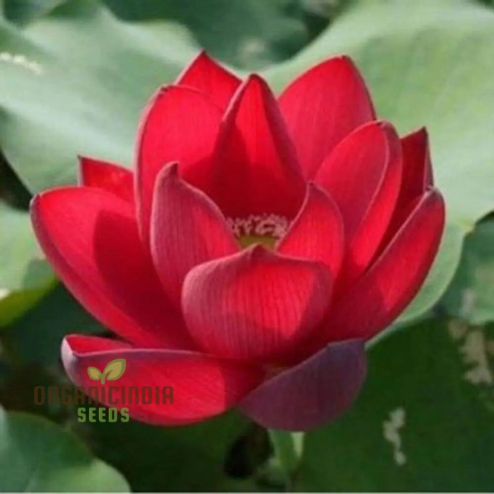 Lotus, Red Rose Seeds – Live Aquaponics