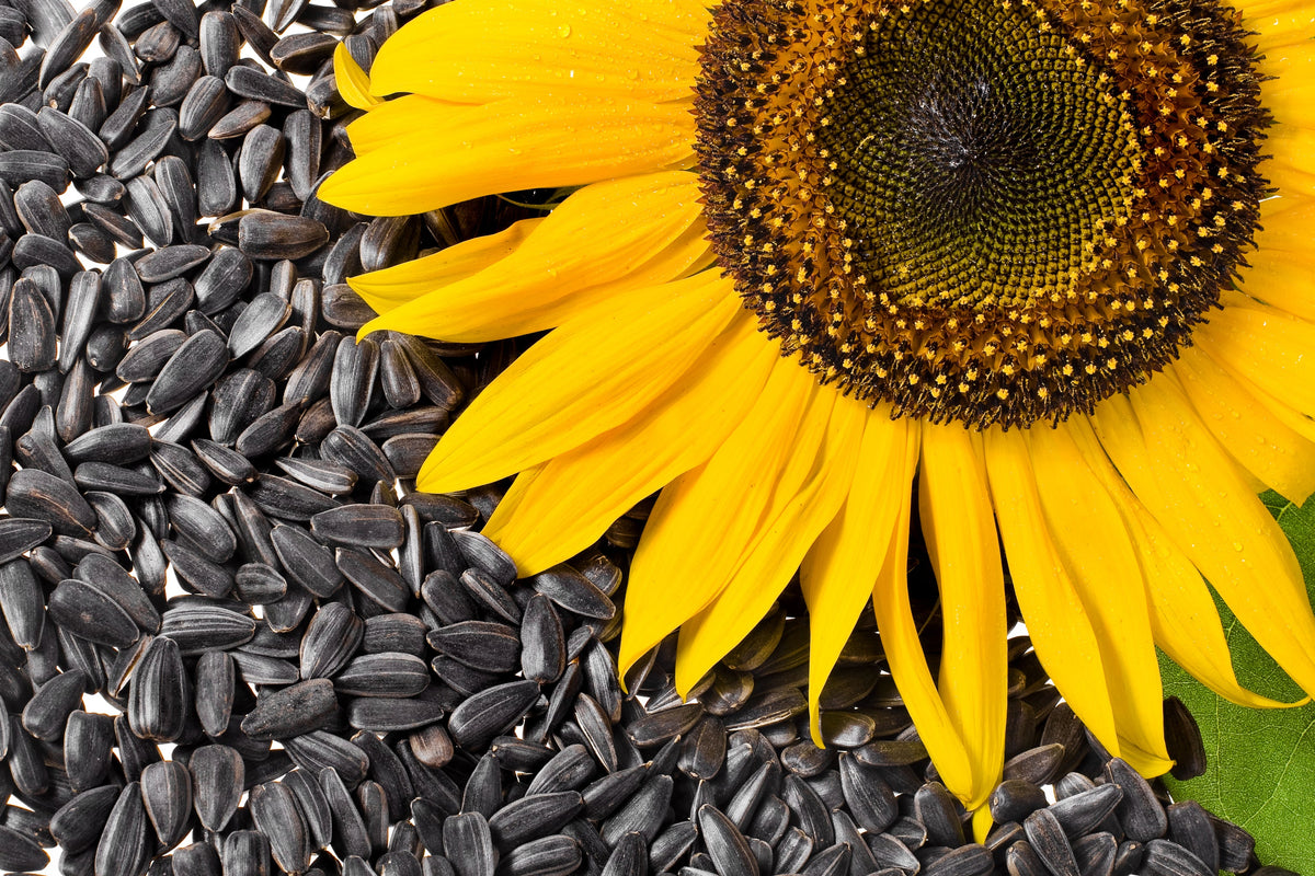 Sunflower, Black Oil – Live Aquaponics