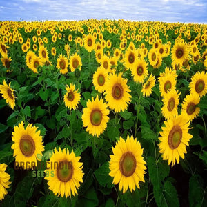 Sunflower, Mammoth (Non-GMO) – Live Aquaponics