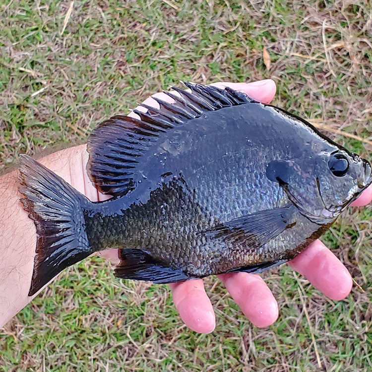 Bluegill Breeding Colony – Live Aquaponics