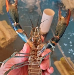 Redclaw Breeding Colony – Live Aquaponics