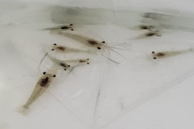 Live Baby Shrimp In Water Care Guide For Cherry Shrimp — Tank Setup,