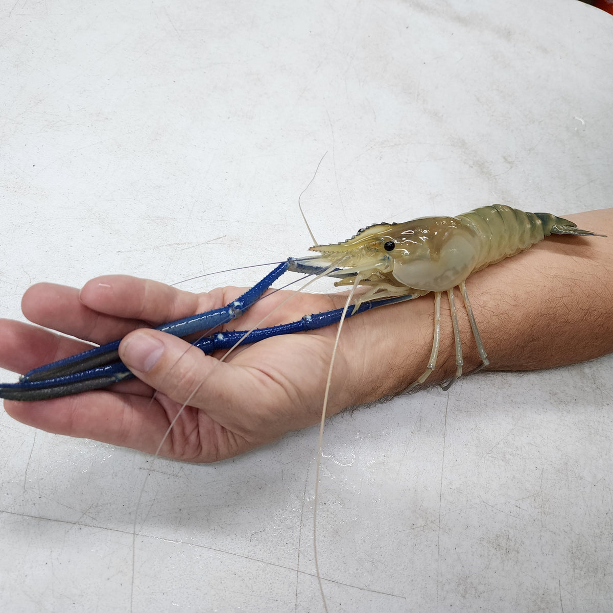 Prawn Breeding Colony – Live Aquaponics