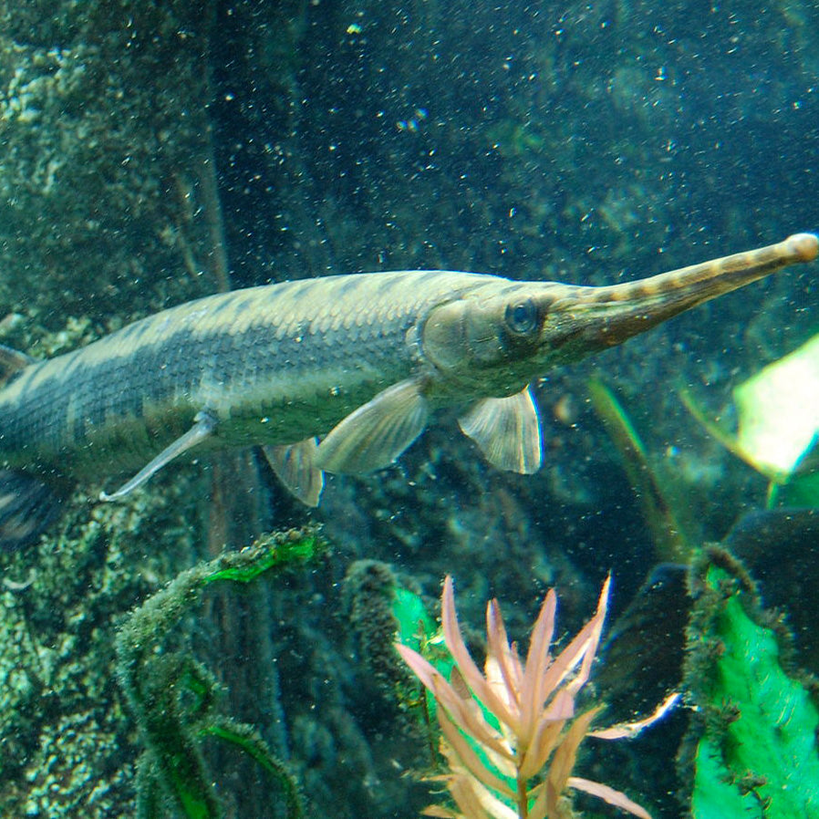 Baby Longnose Gar Fish