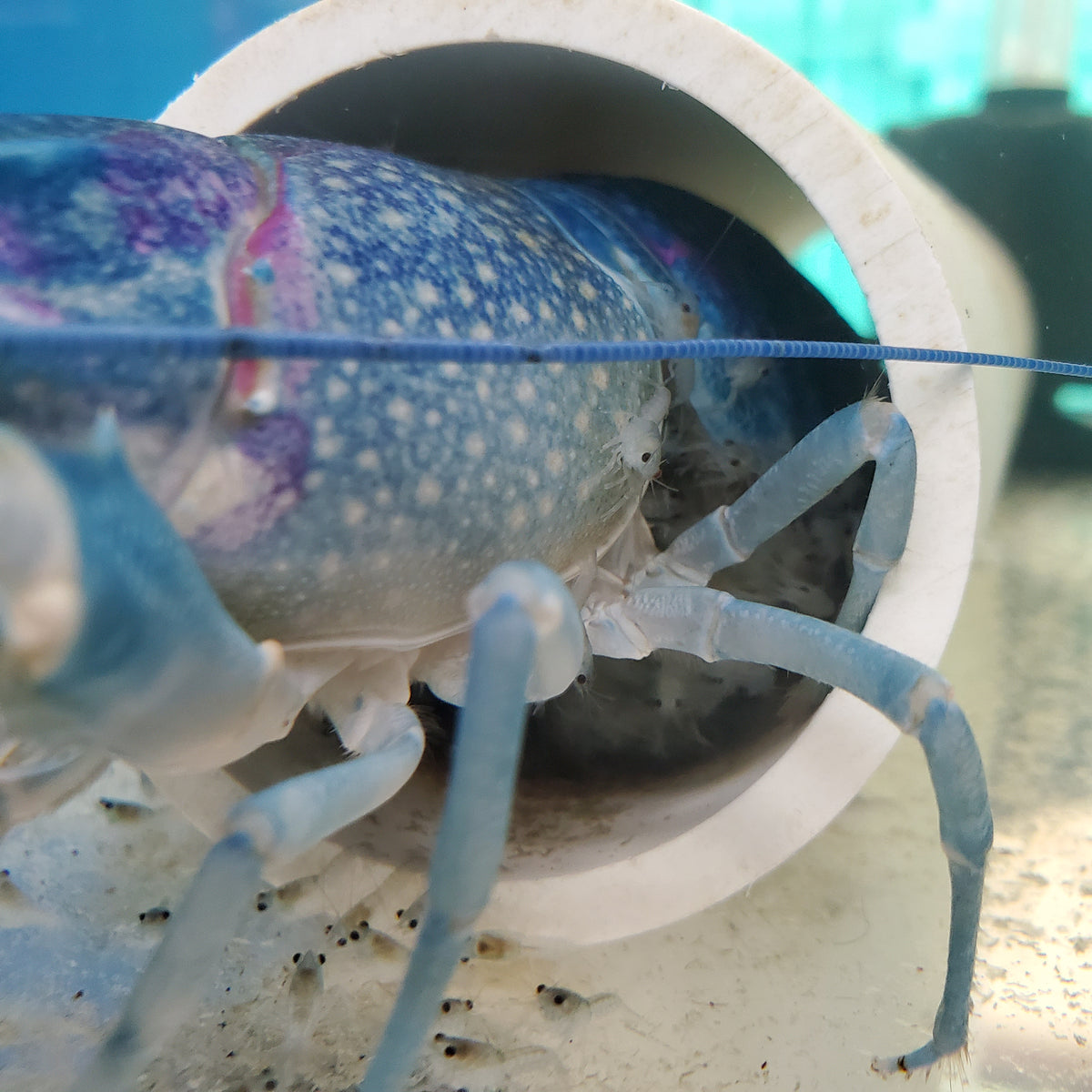 Redclaw Breeding Colony – Live Aquaponics