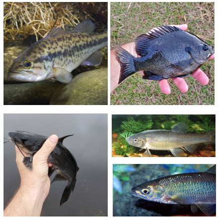 Deluxe Package – Live Aquaponics