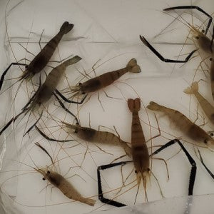 Prawn Breeding Colony – Live Aquaponics